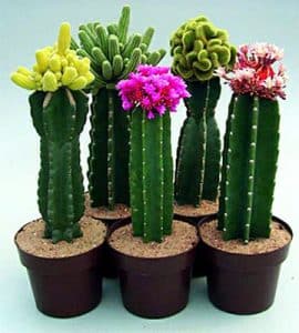 Inspírate a decorar con estas imagenes de cactus con flores