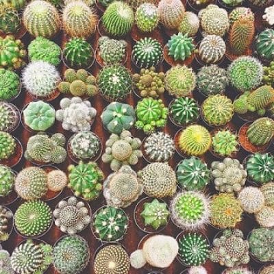 Mira como hacer cactus de colores decorativos en interiores
